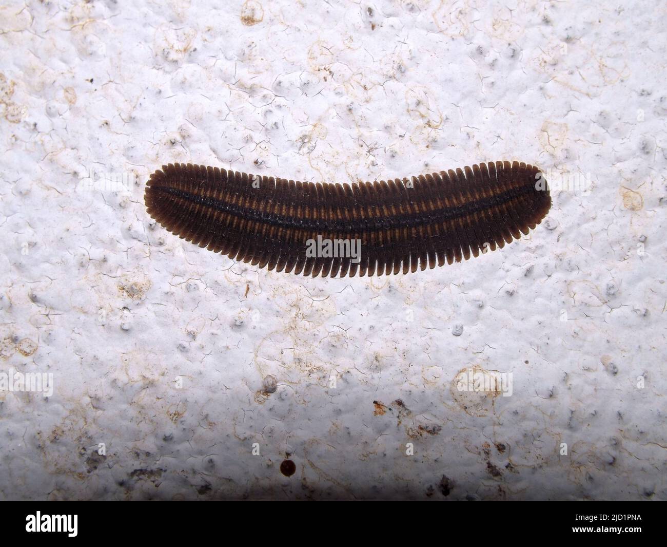 Class Diplopoda Examples