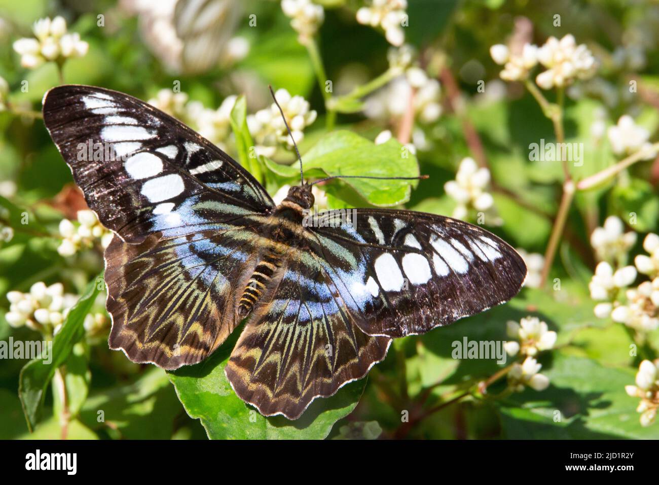 the clipper (Parthenos sylvia) the clipper butterfly feeding from ...