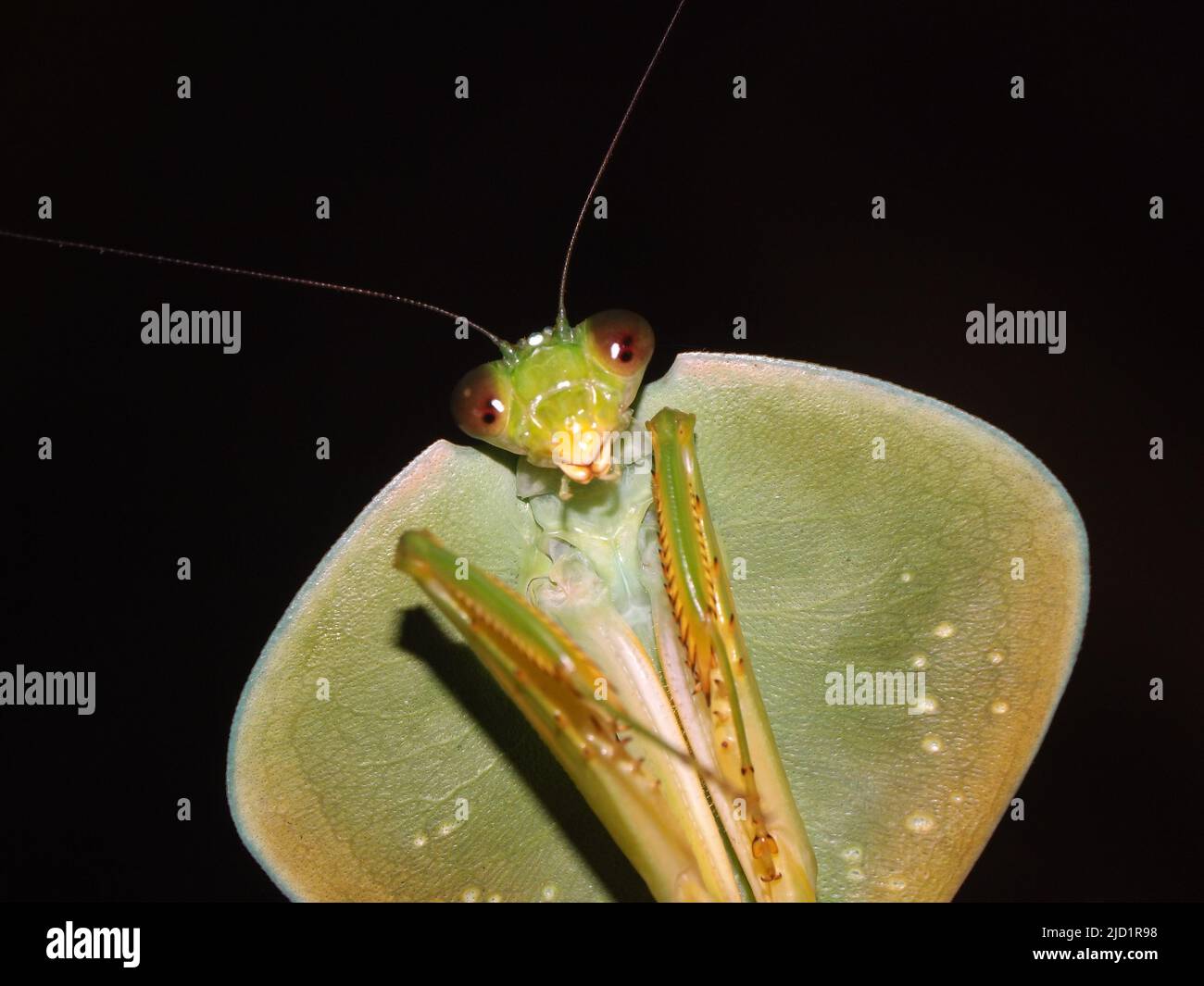 the head of a Leaf Mantis (Choeradodis rhombicollis) looking at the ...