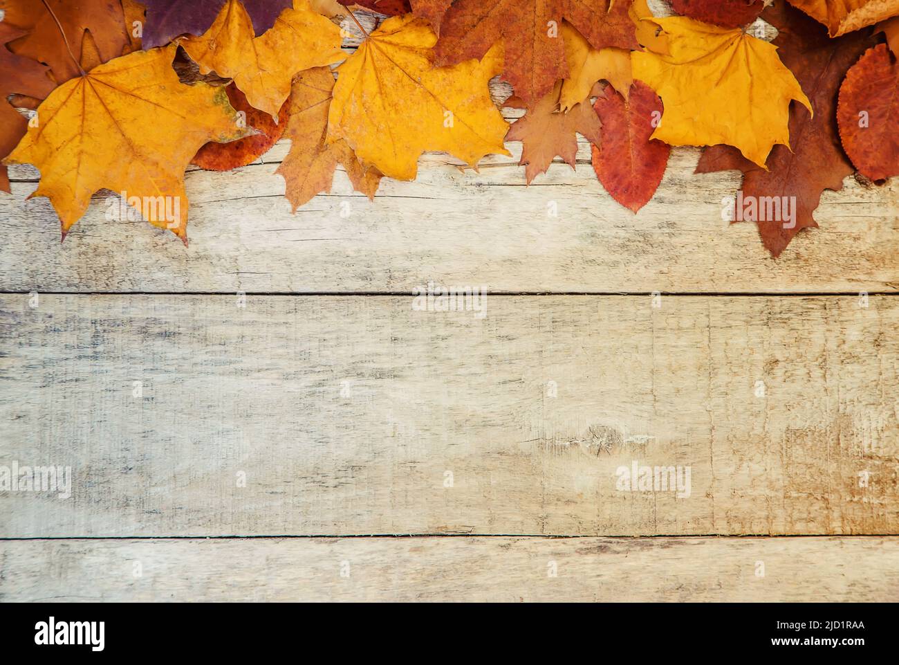 autumn leaves on wooden background. Selective focus Stock Photo - Alamy