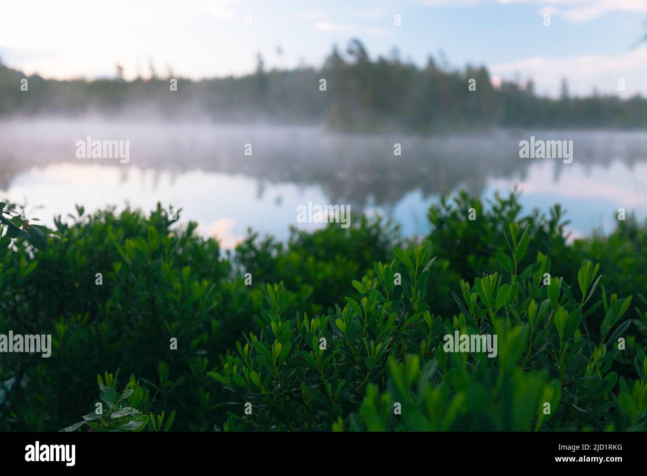 Green bushes at lake Stock Photo - Alamy