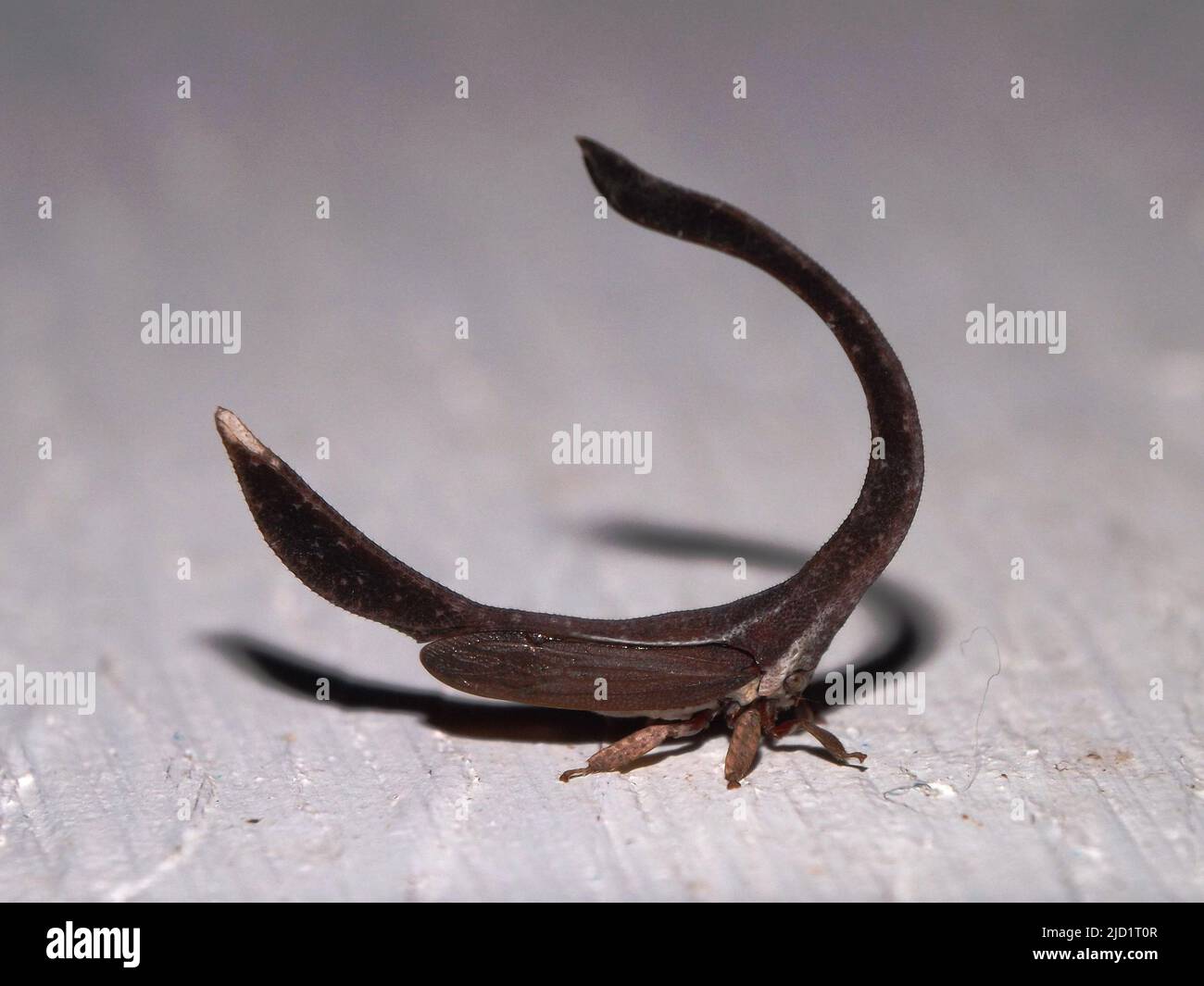 Treehopper (Cladonota apicalis) (family Membracidae) isolated on a ...