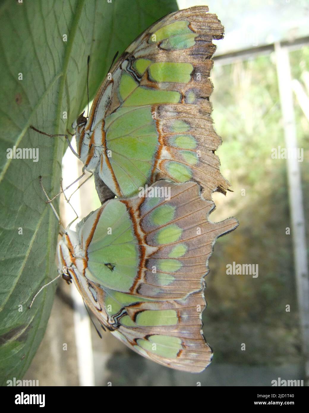 two Malachite butterflies (Siproeta stelenes) mating on a green ...