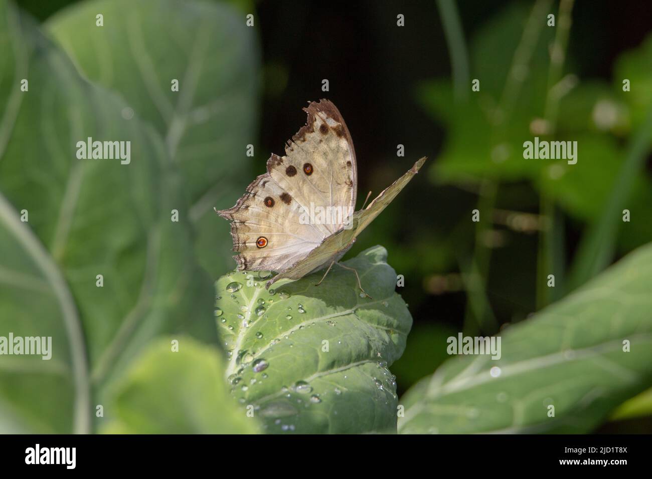 White morpho butterfly (Morpho polyphemus) resting on a tropical leaf ...