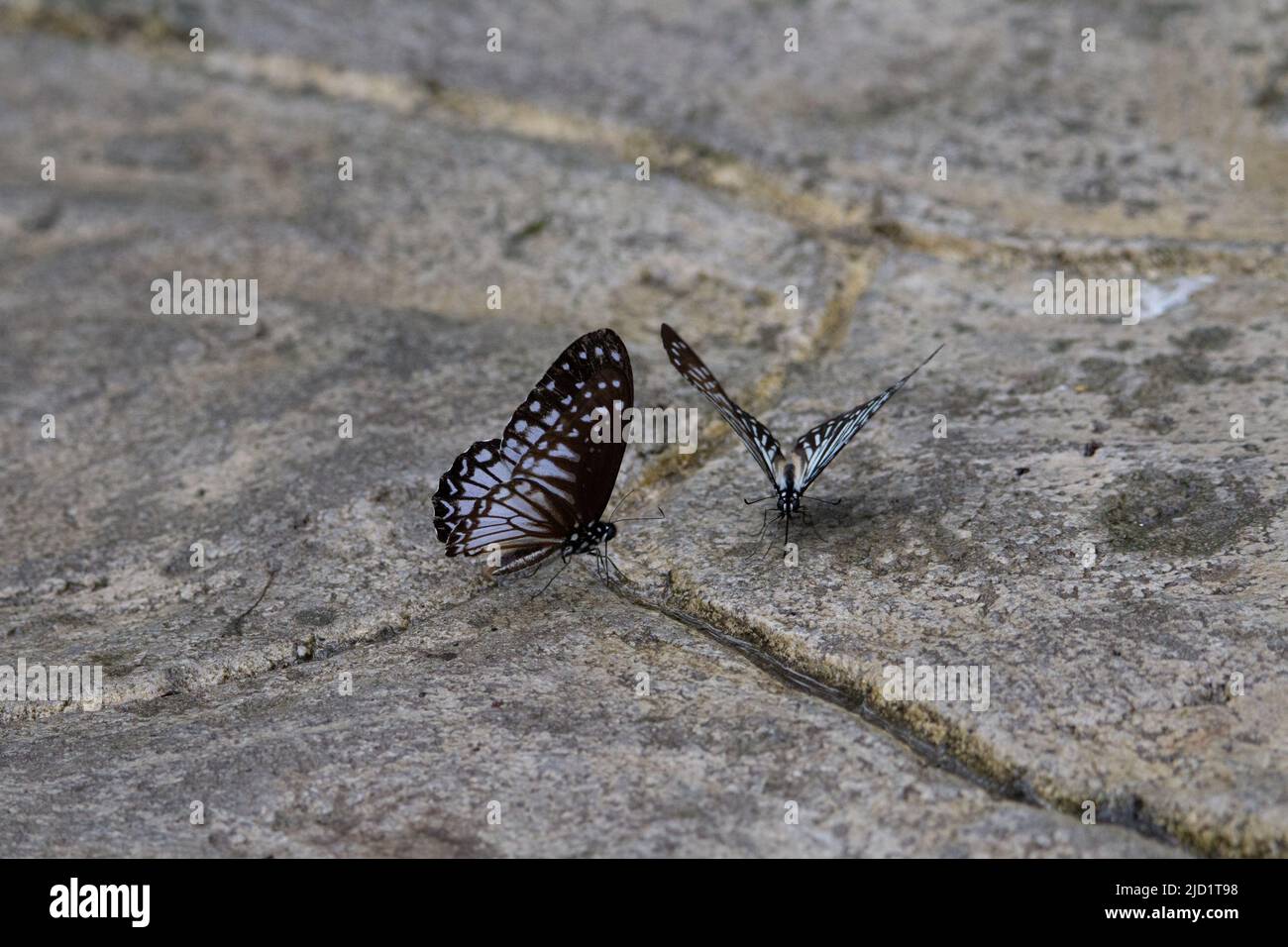 Wood Nymph (Ideopsis juventa) two wood nymph butterflies drinking water ...