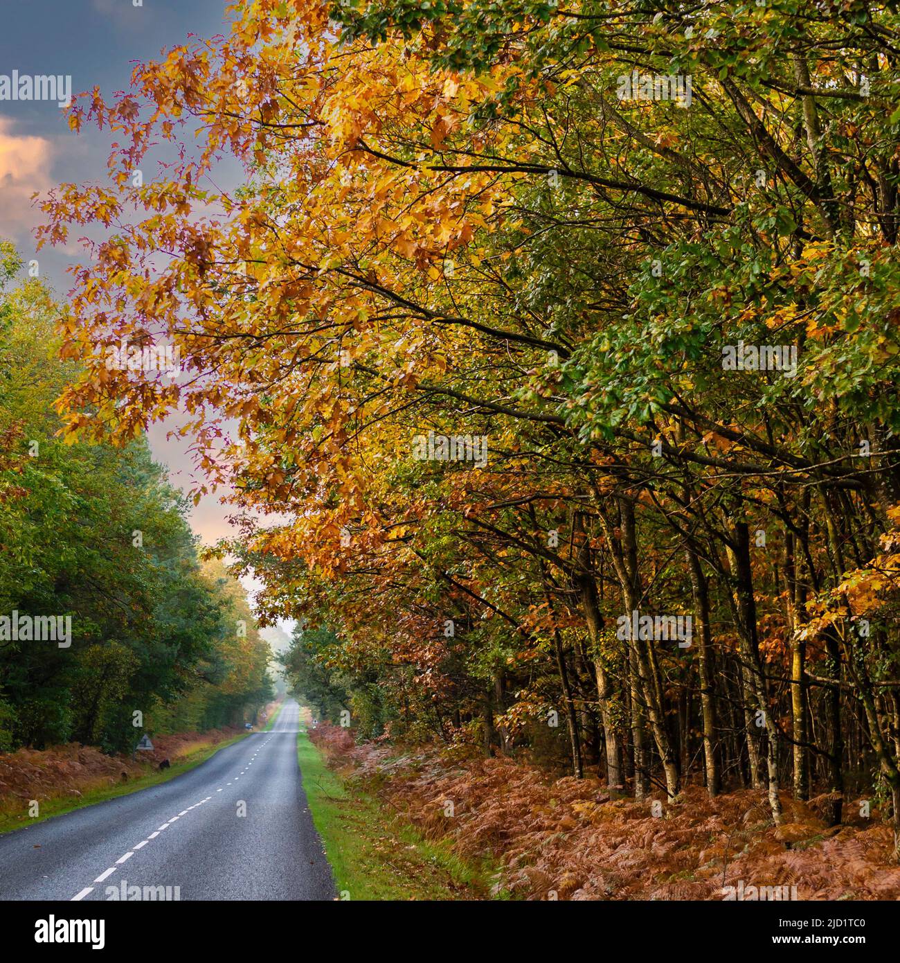 Cross the forest. Straight line to infinity. Go through the seasons ...