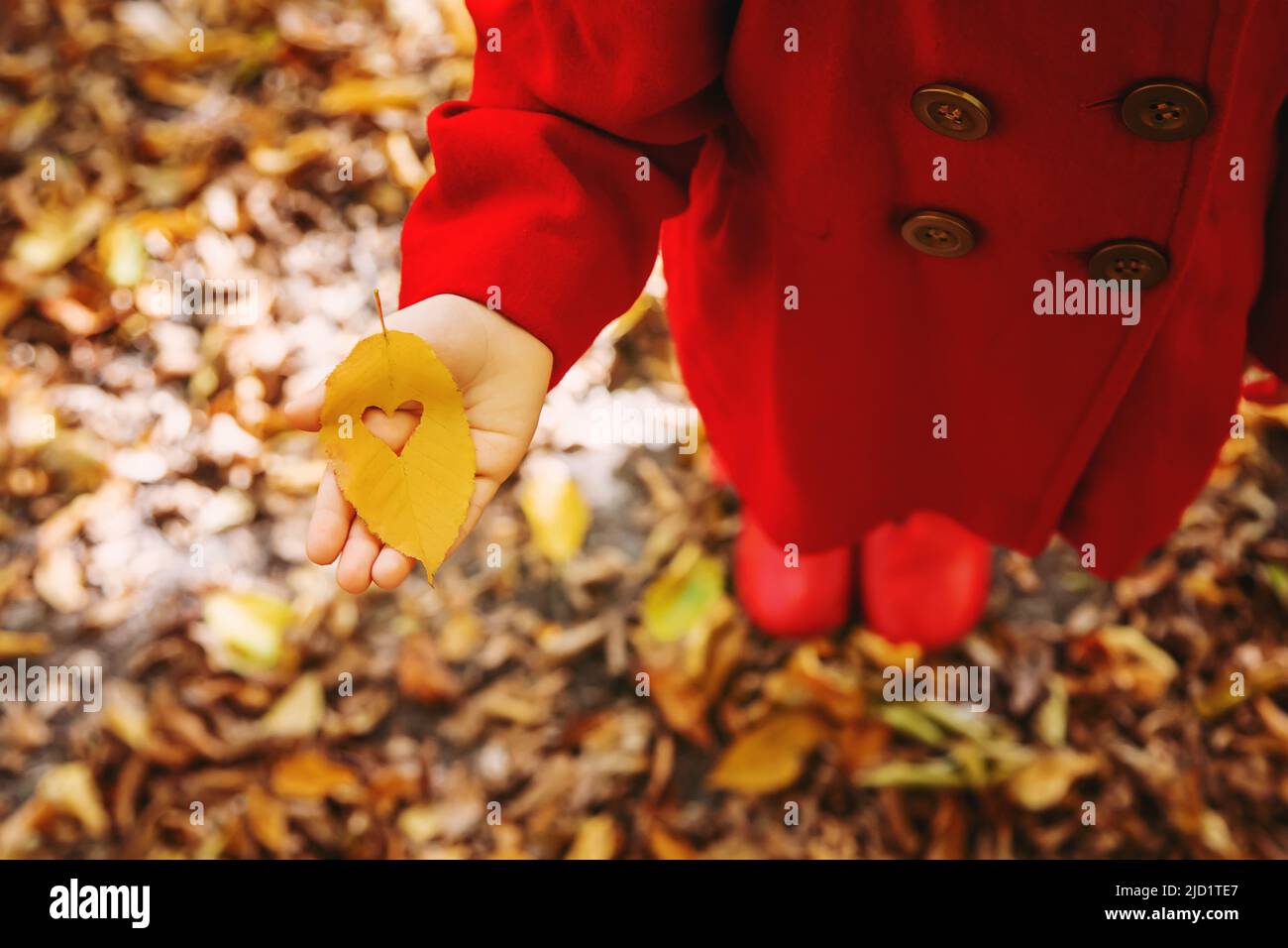beautiful autumn leaves. Golden autumn. Selective focus Stock Photo - Alamy