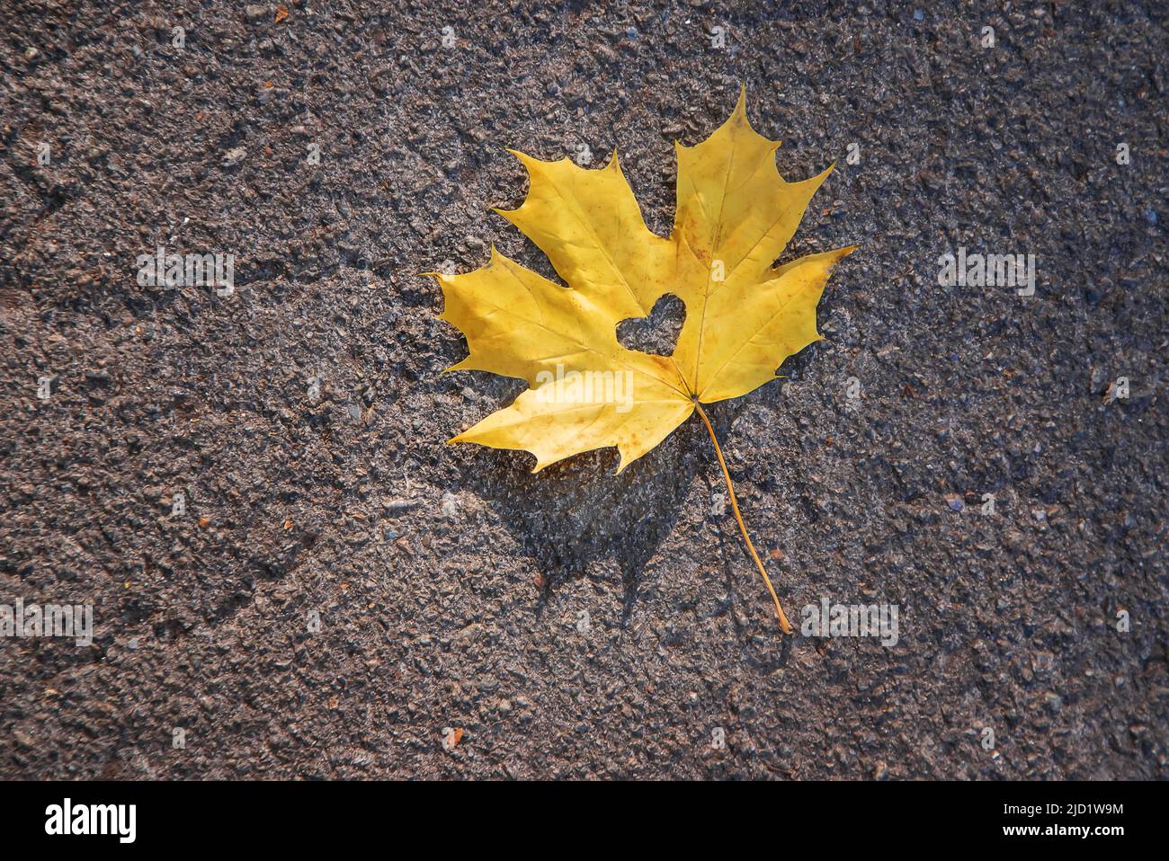 beautiful autumn leaves. Golden autumn. Selective focus Stock Photo - Alamy