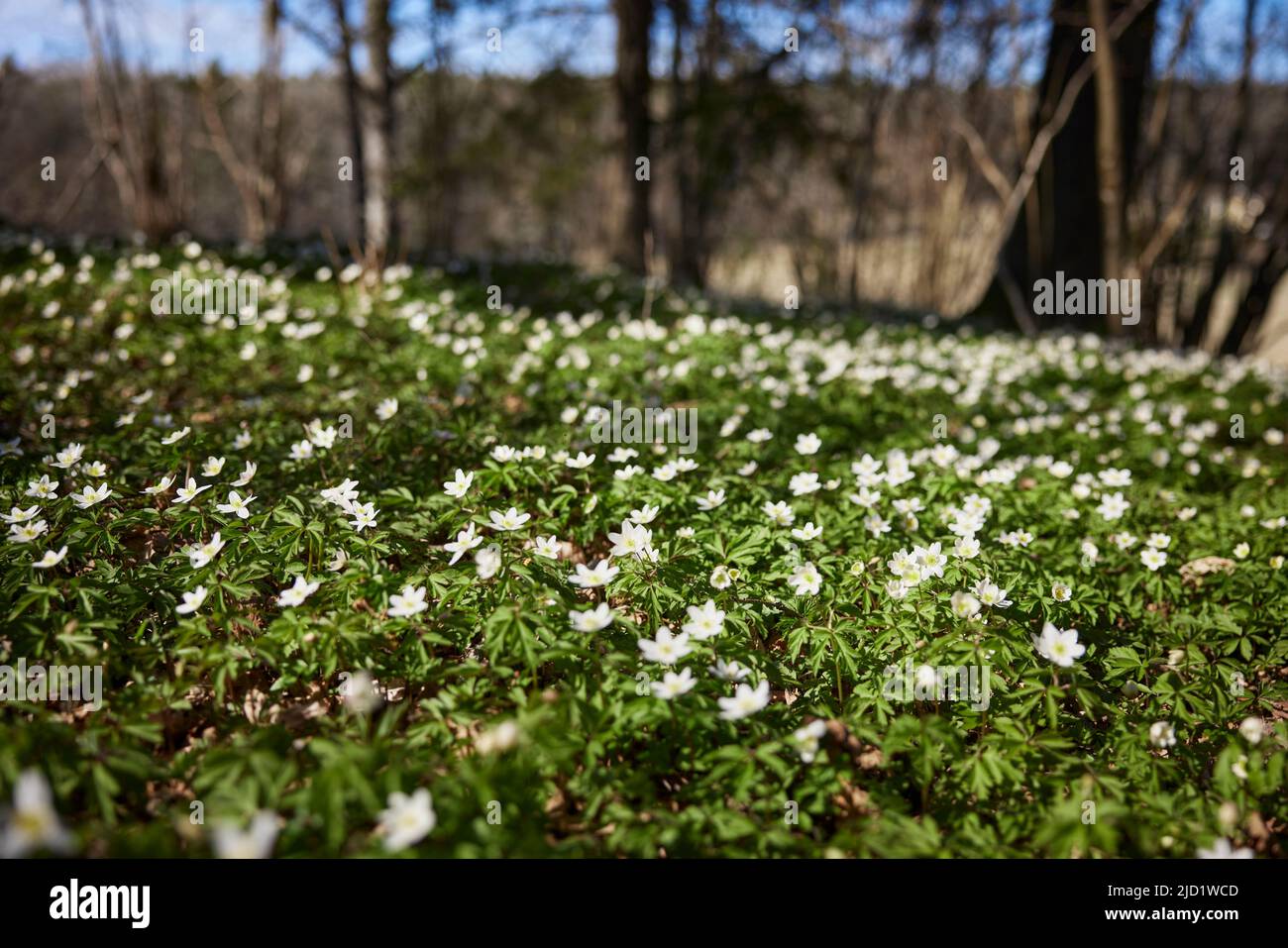Wood anemones in bloom Stock Photo - Alamy