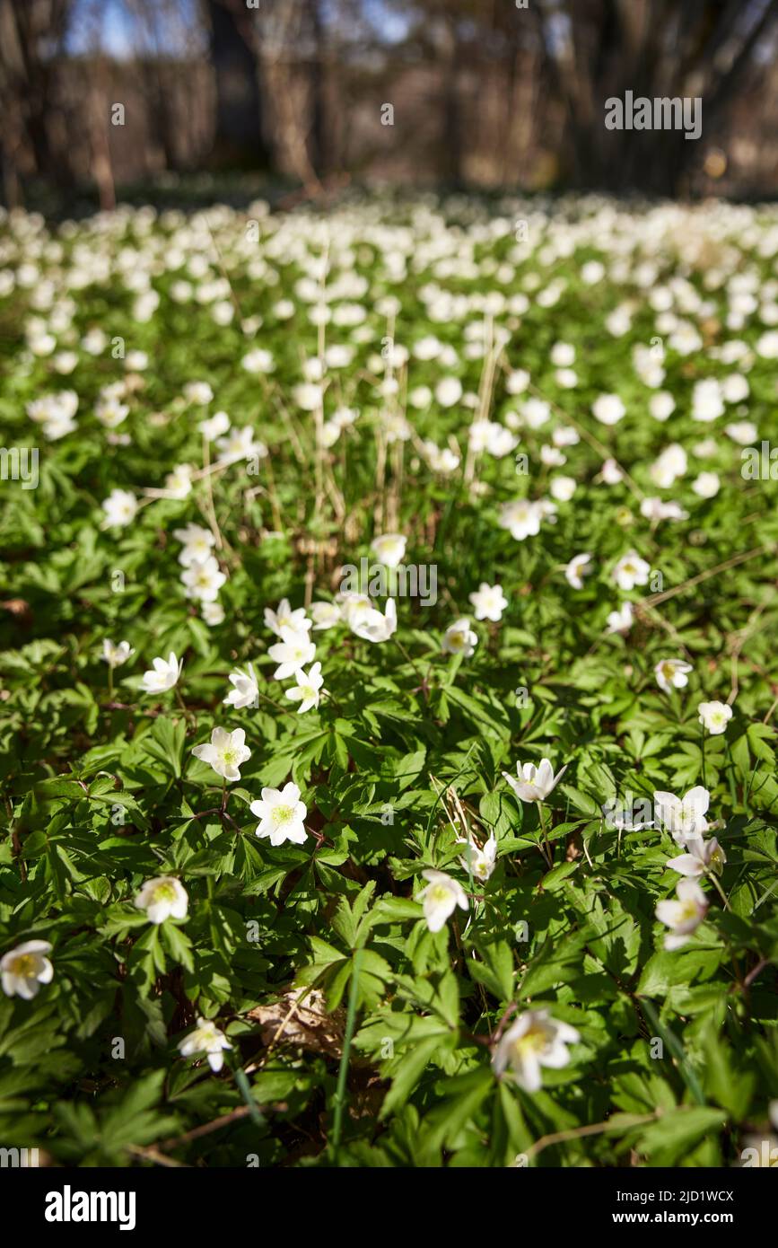 Wood anemones in bloom Stock Photo - Alamy