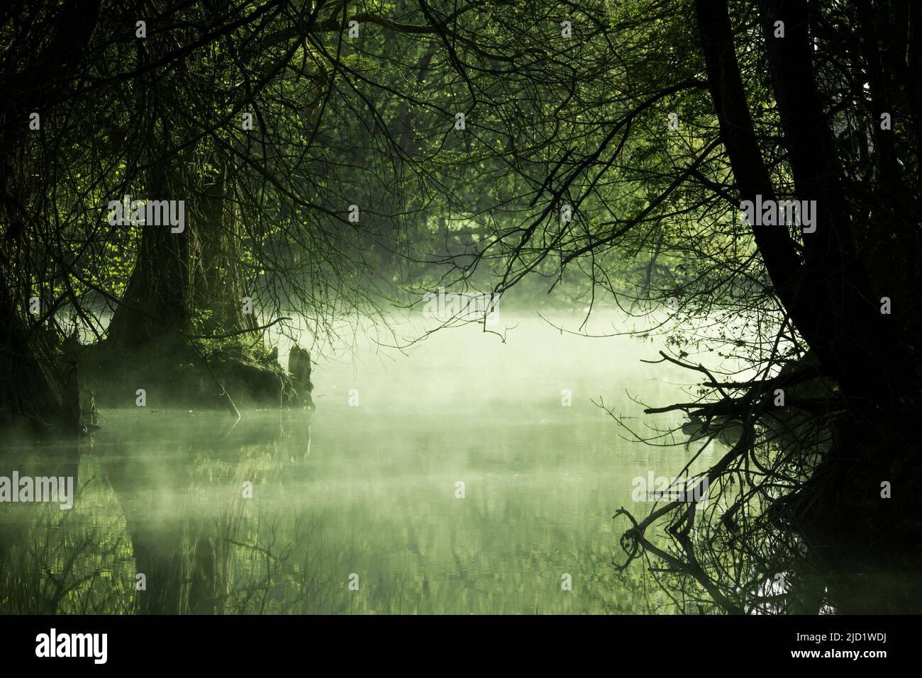 Mysterious scene of a swamp under the morning mist. Enchanted forest ...