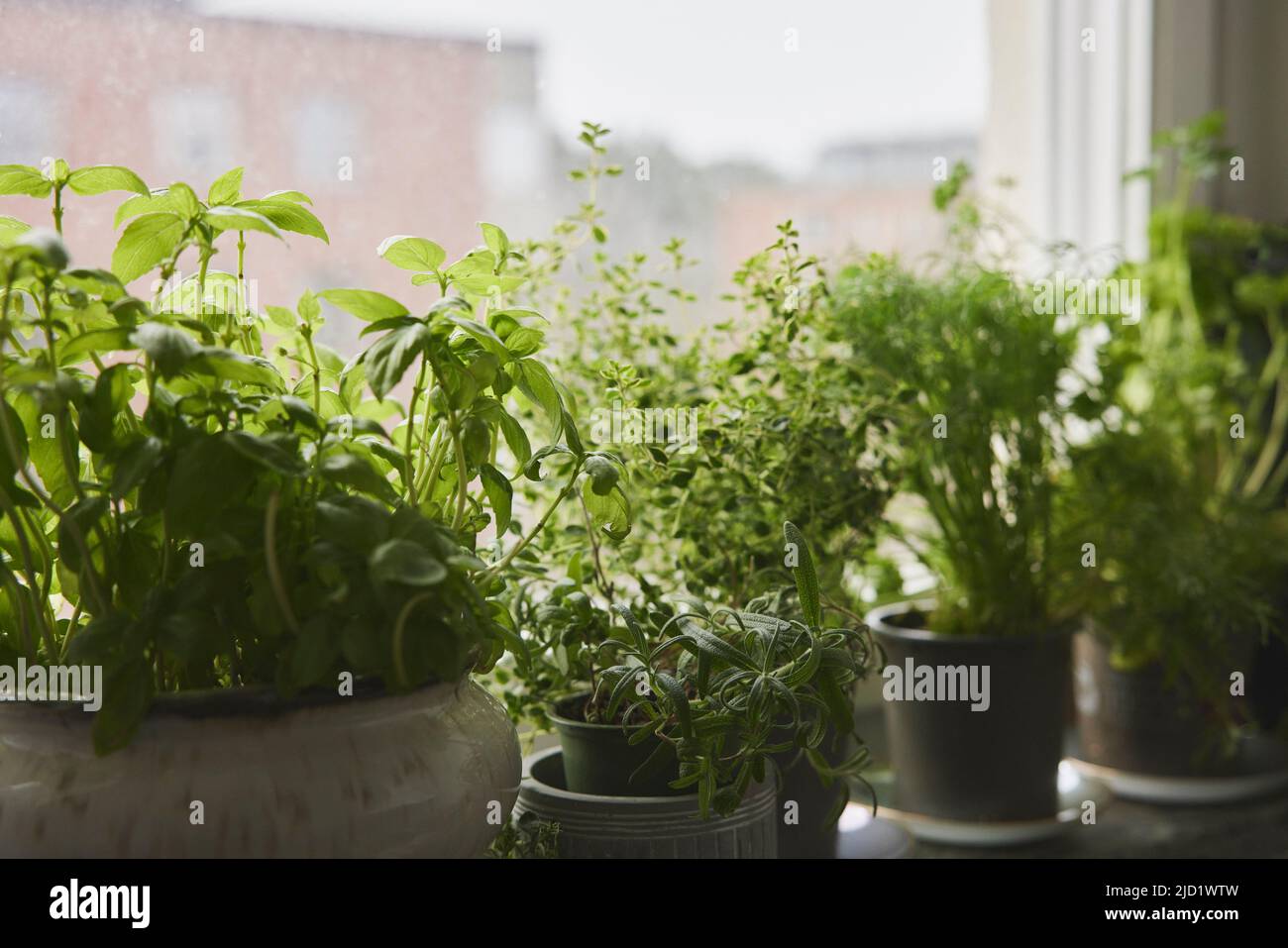 Herbs in pots on window sill Stock Photo - Alamy