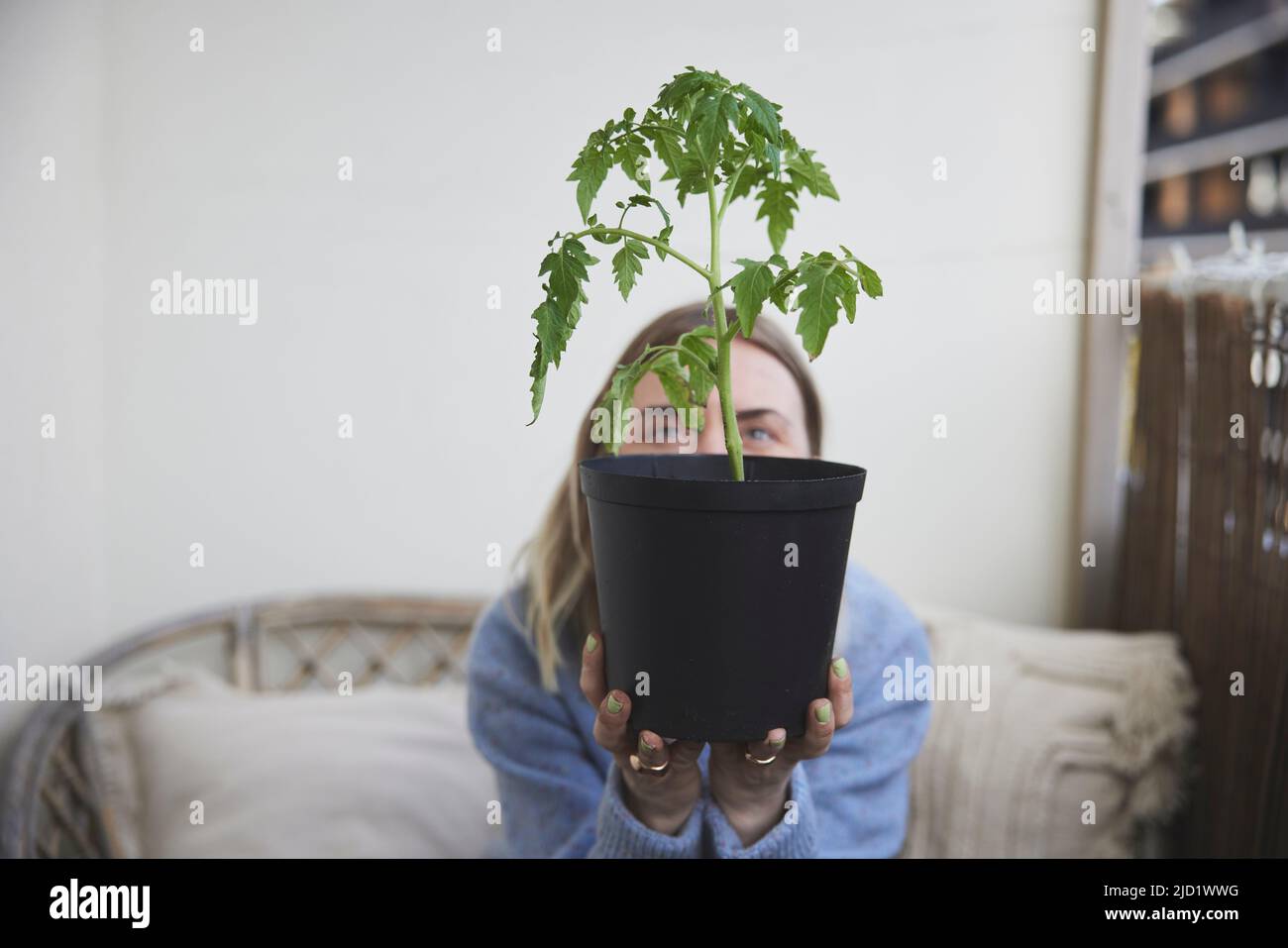 Woman holding tomato seedling Stock Photo - Alamy
