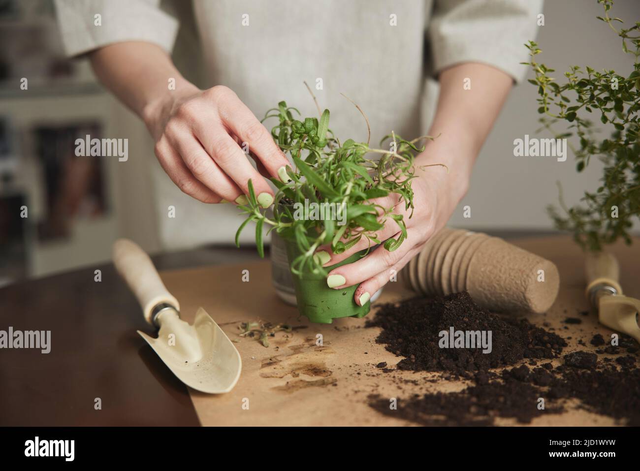 Woman planting herbs Stock Photo - Alamy