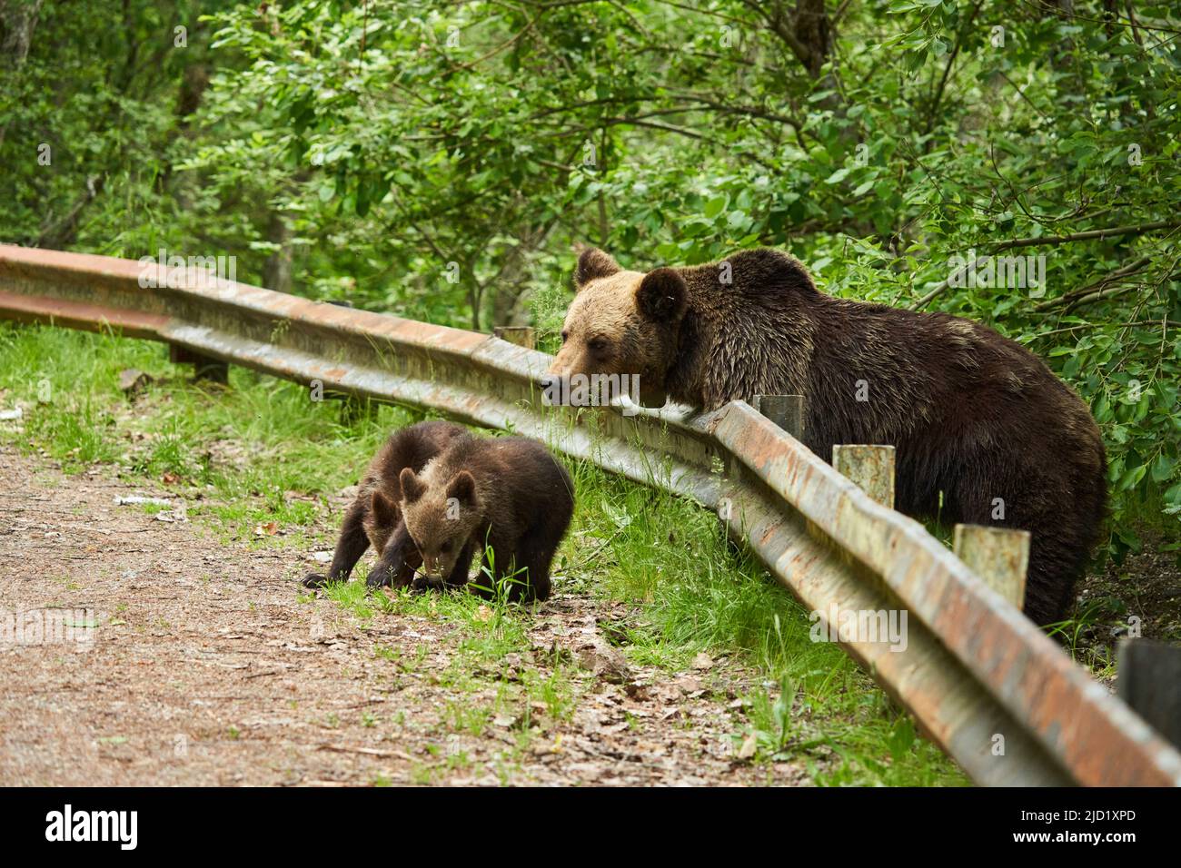 Mother bear and her cub in the forest Stock Photo - Alamy