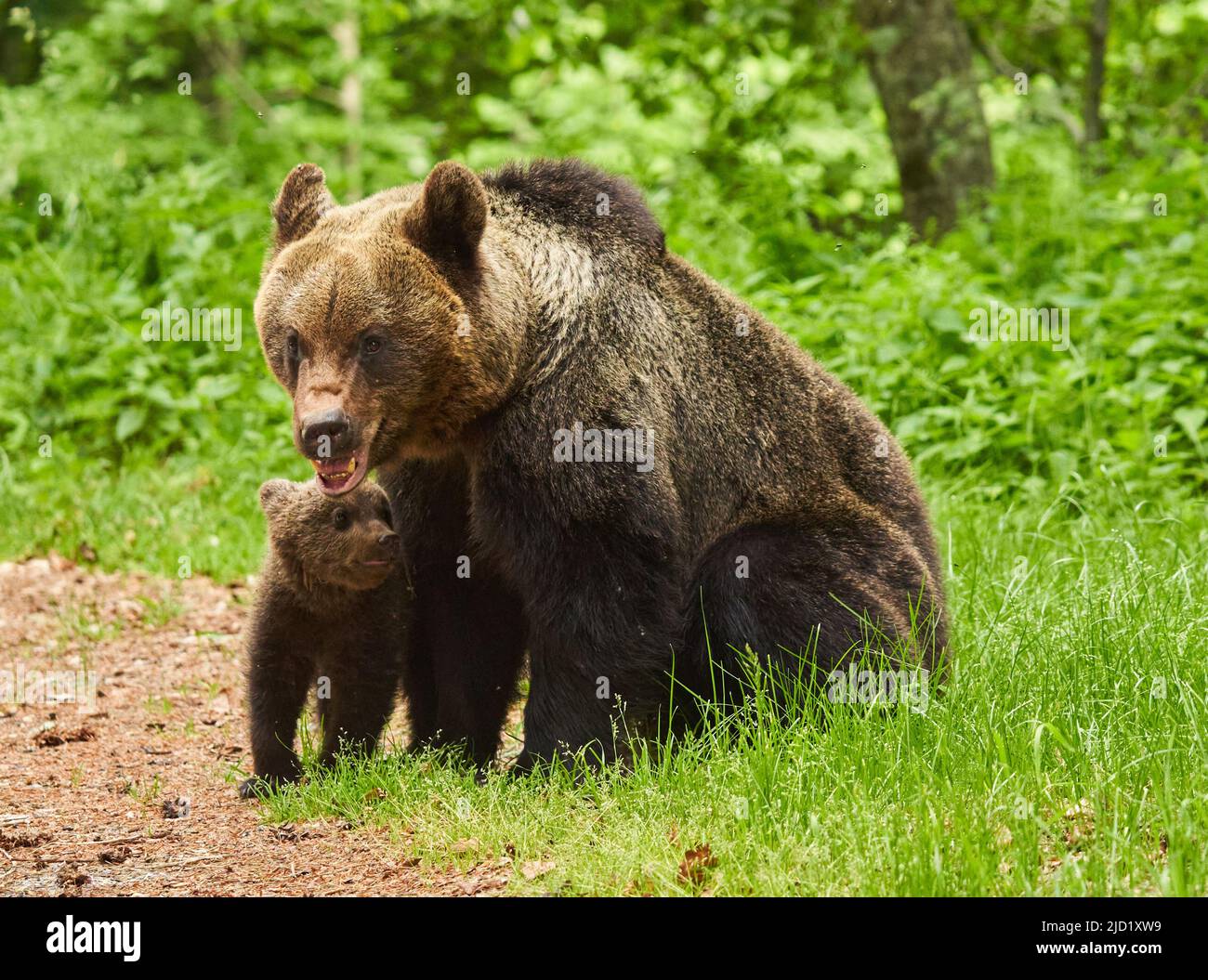 Mother bear and her cub in the forest Stock Photo - Alamy