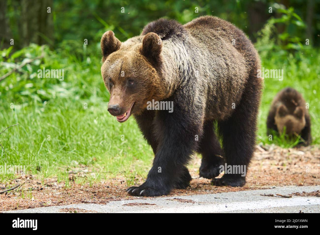 Mother bear and her cub in the forest Stock Photo - Alamy