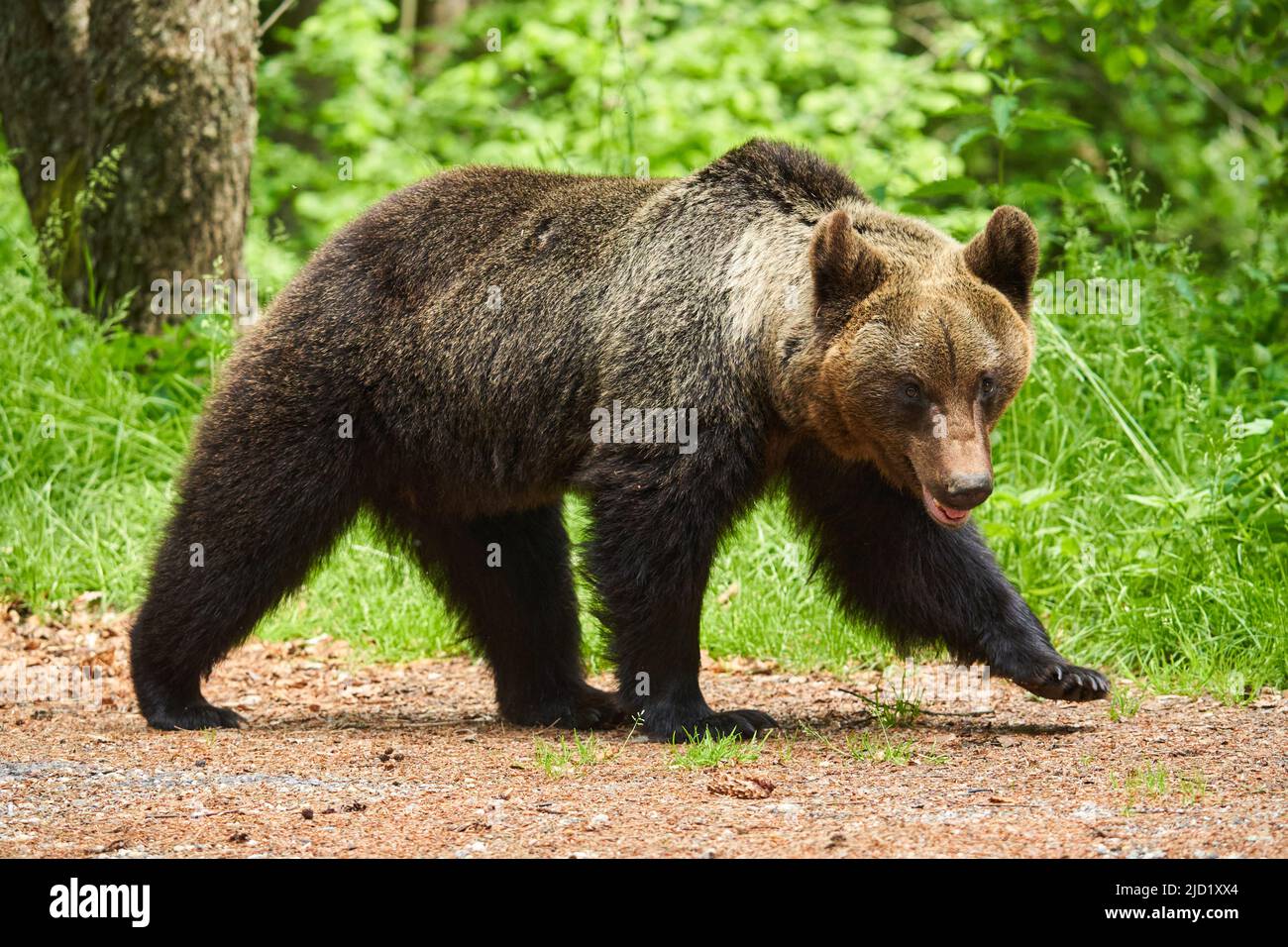 Menacing grizzly bear hi-res stock photography and images - Alamy