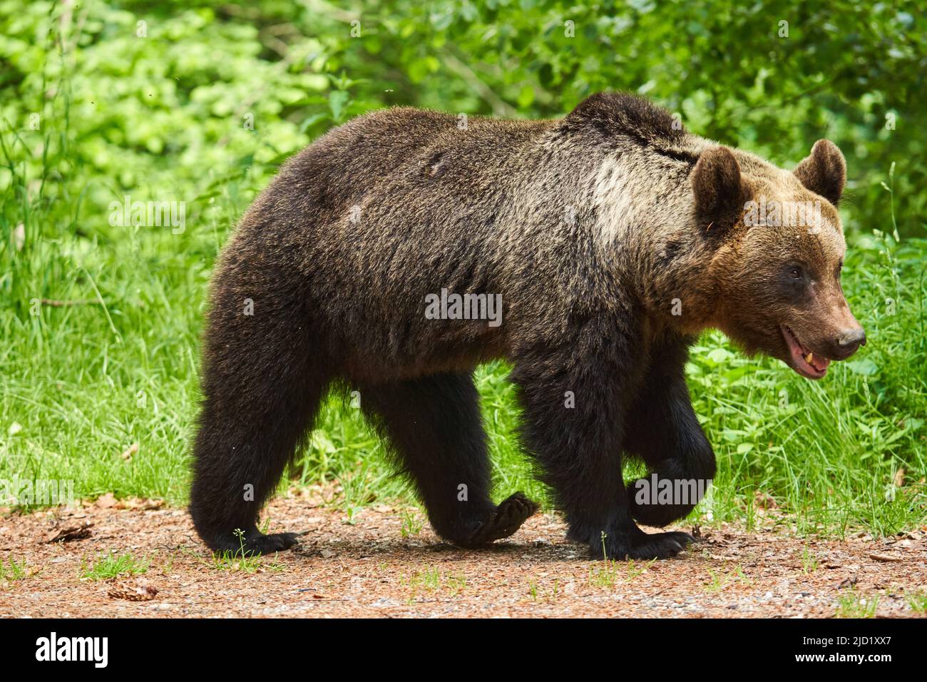 A large brown bear in the forest, apex predator Stock Photo - Alamy