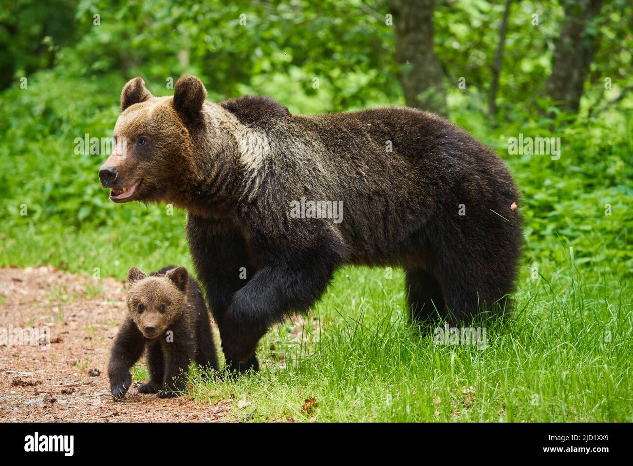 Mother bear and her cub in the forest Stock Photo - Alamy