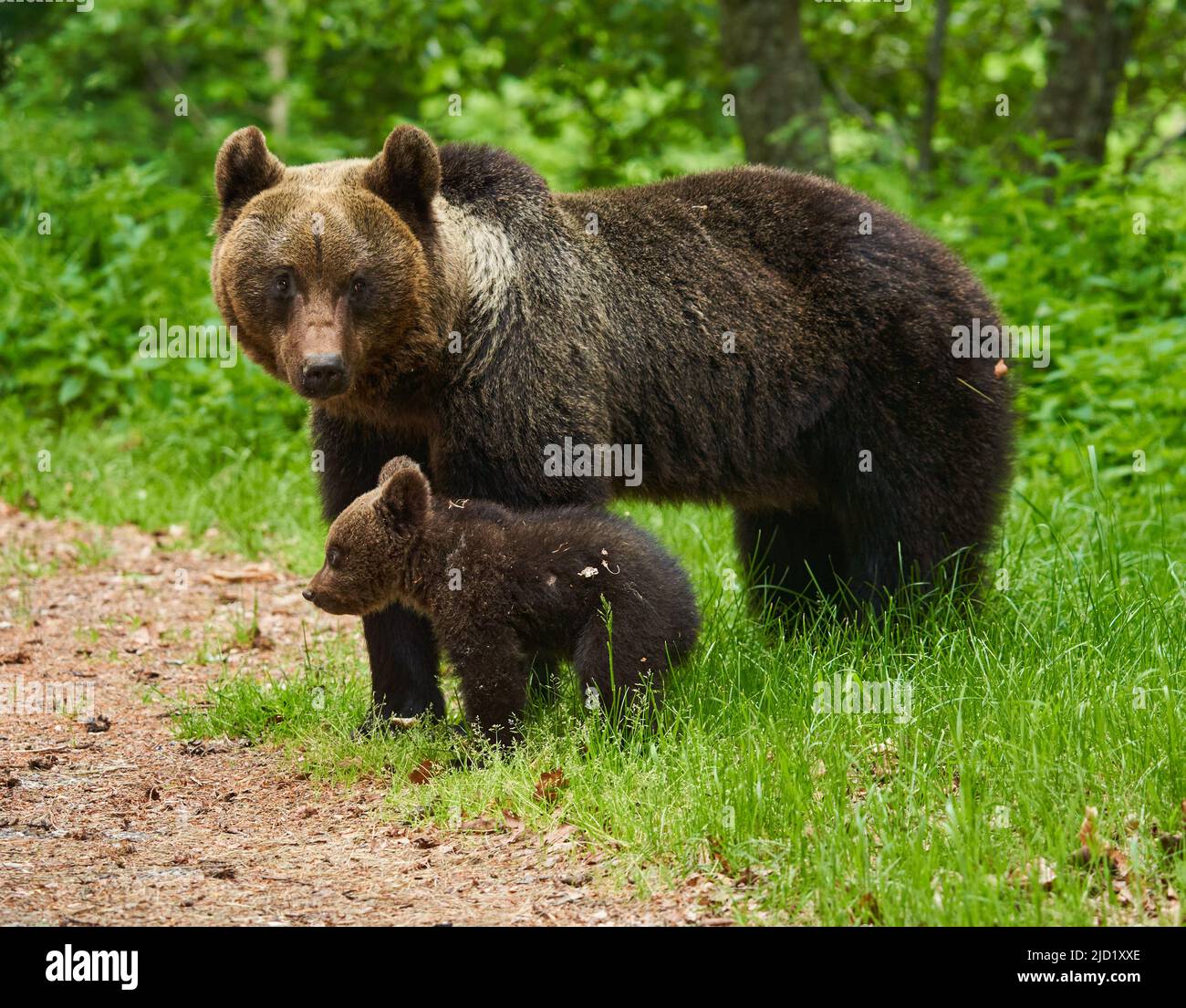 Mother bear and her cub in the forest Stock Photo - Alamy