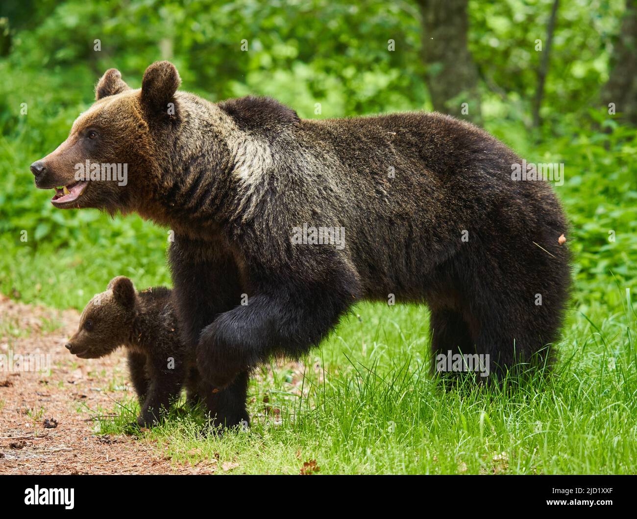 Mother bear and her cub in the forest Stock Photo - Alamy