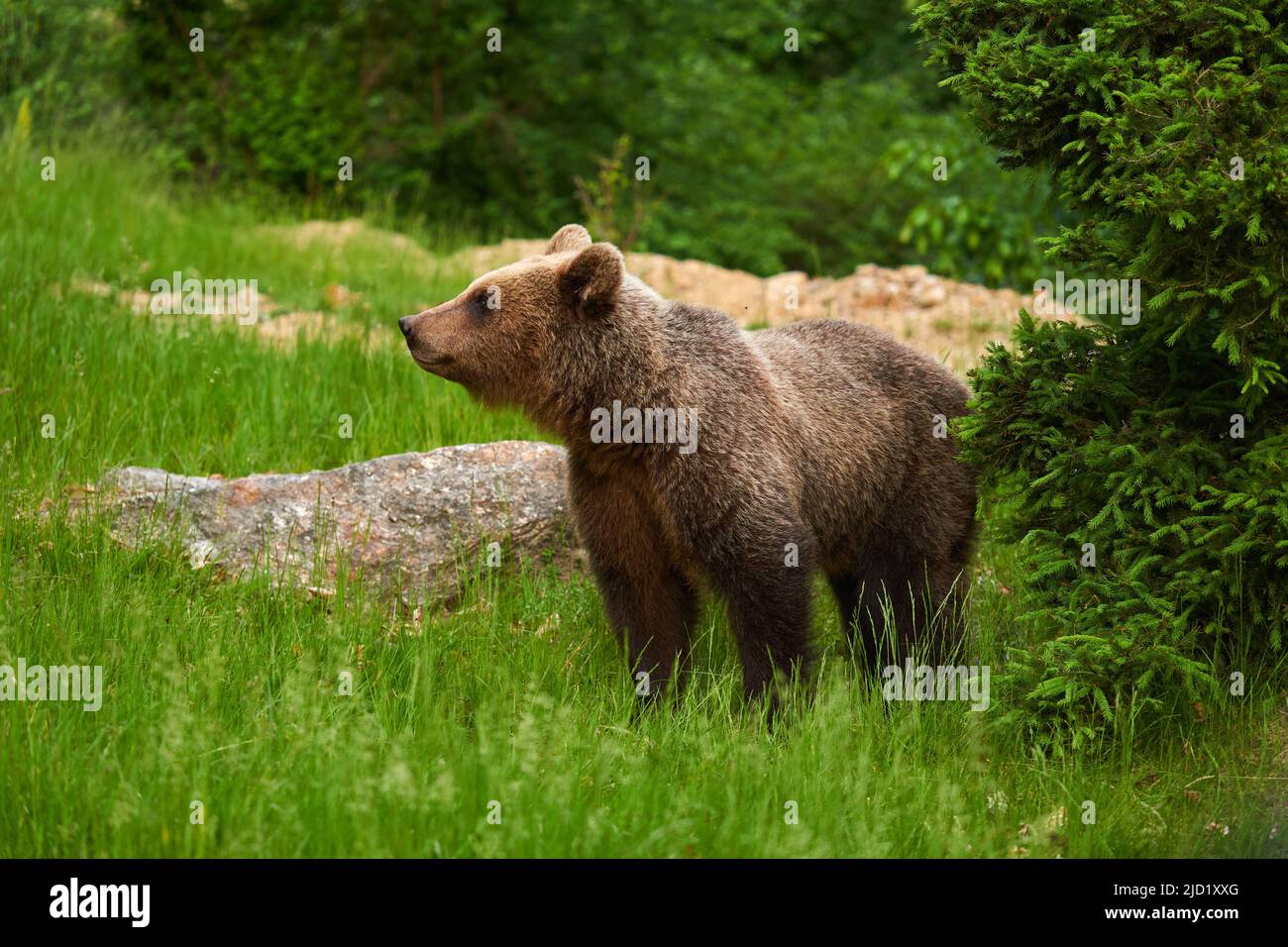 A large brown bear in the forest, apex predator Stock Photo - Alamy