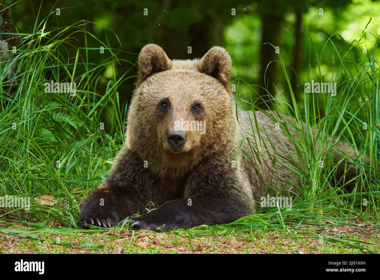 A large brown bear in the forest, apex predator Stock Photo - Alamy