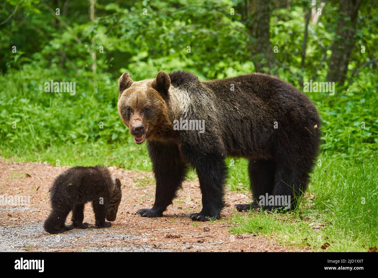 Mother bear and her cub in the forest Stock Photo - Alamy