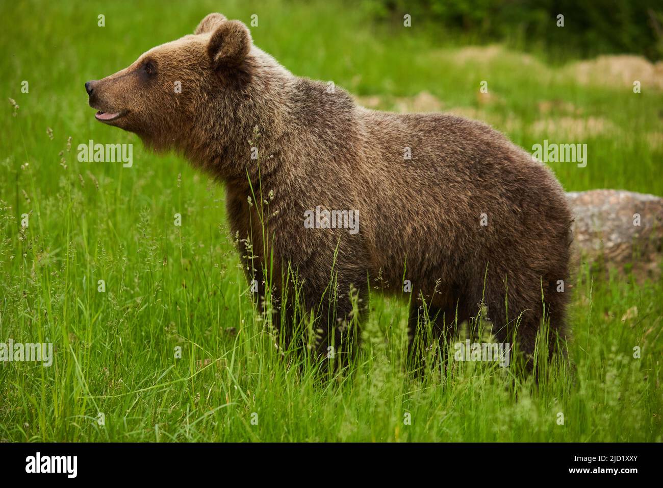 A large brown bear in the forest, apex predator Stock Photo - Alamy