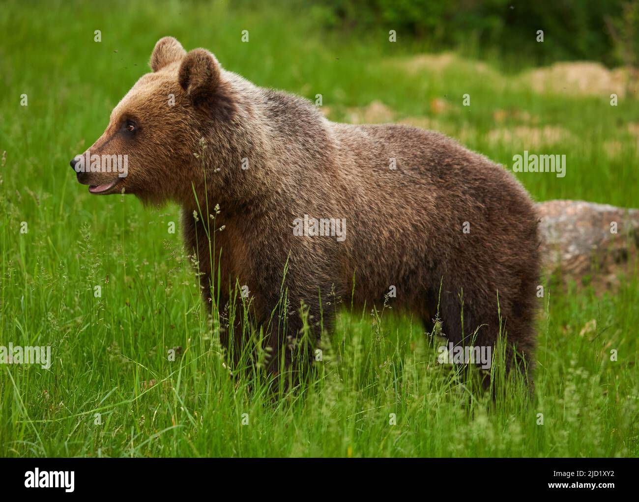 A large brown bear in the forest, apex predator Stock Photo - Alamy