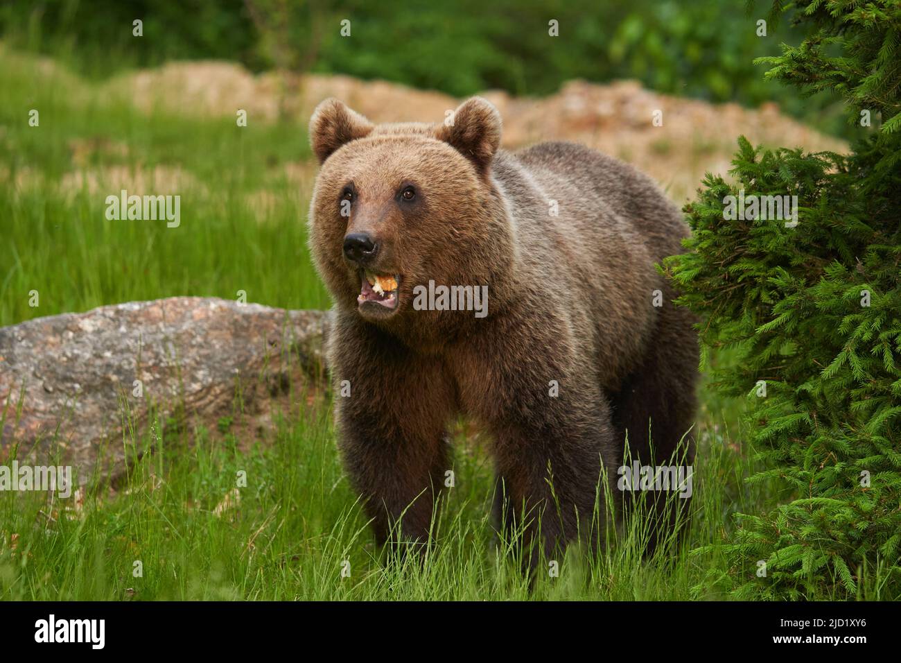 A large brown bear in the forest, apex predator Stock Photo - Alamy