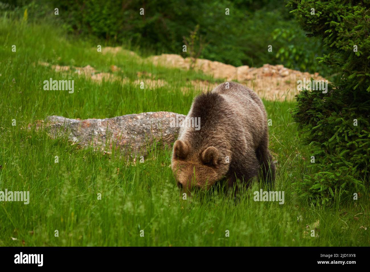 A large brown bear in the forest, apex predator Stock Photo - Alamy