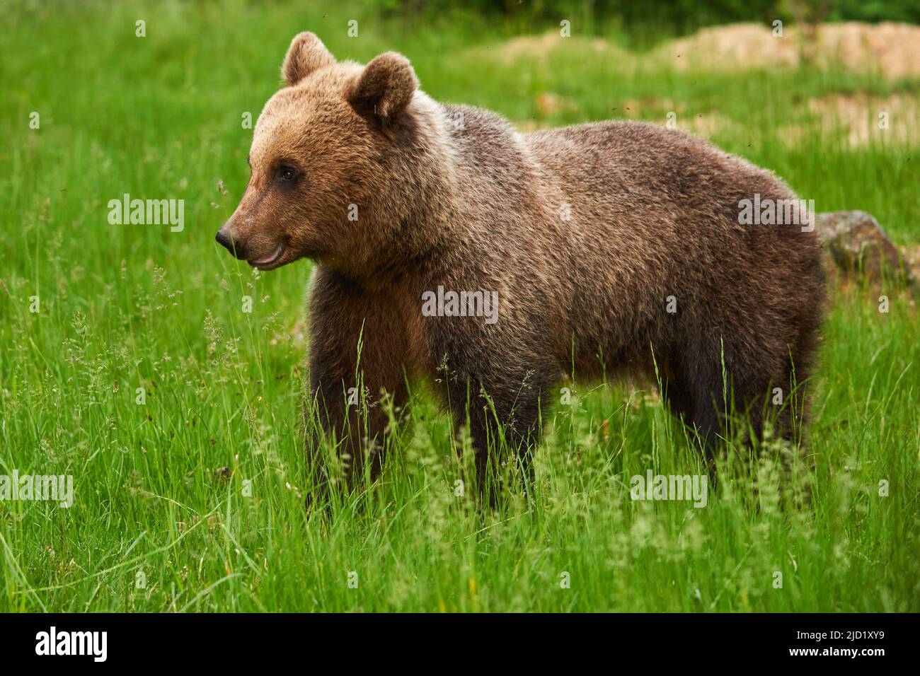 A large brown bear in the forest, apex predator Stock Photo - Alamy