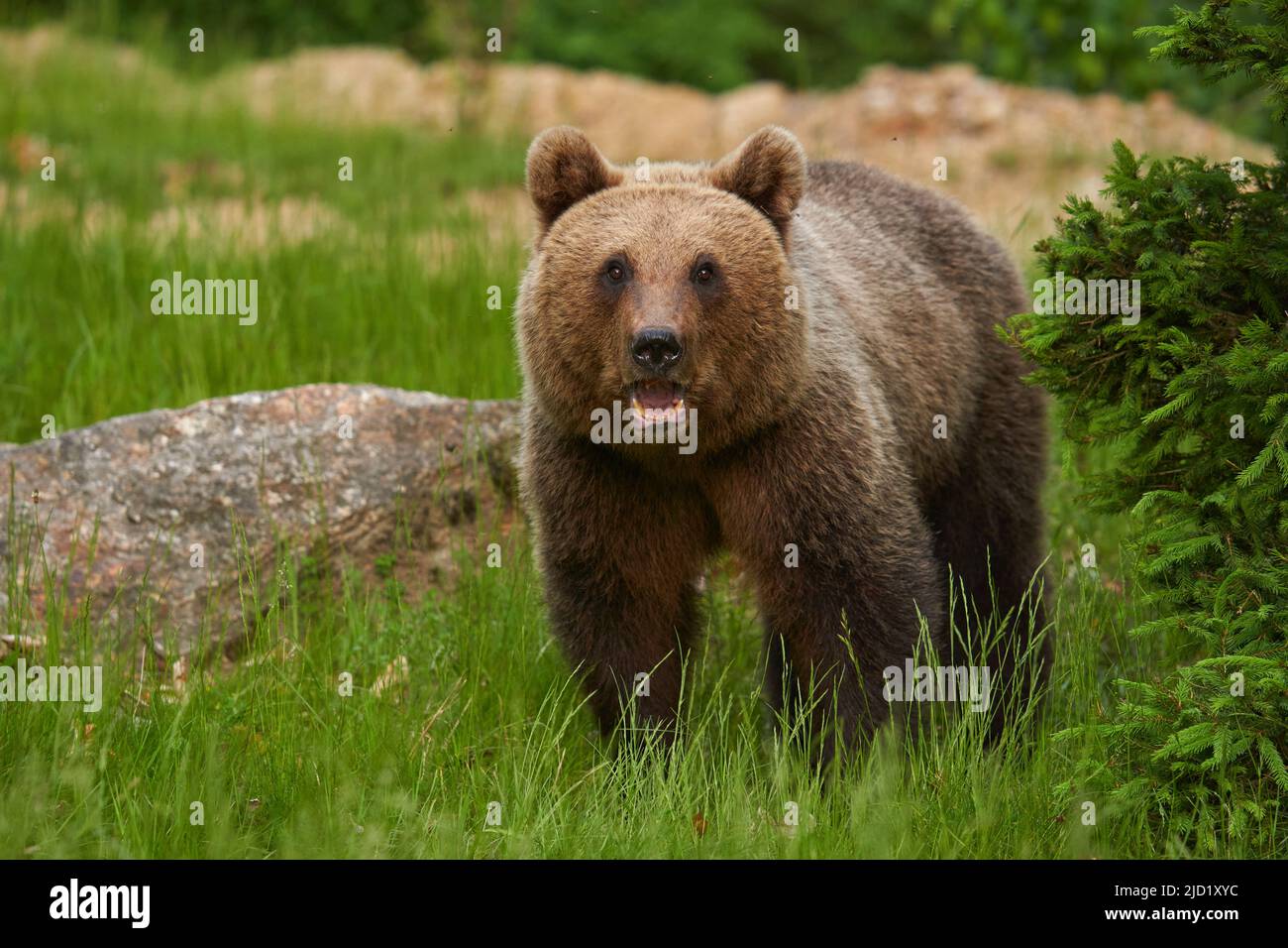 A large brown bear in the forest, apex predator Stock Photo - Alamy