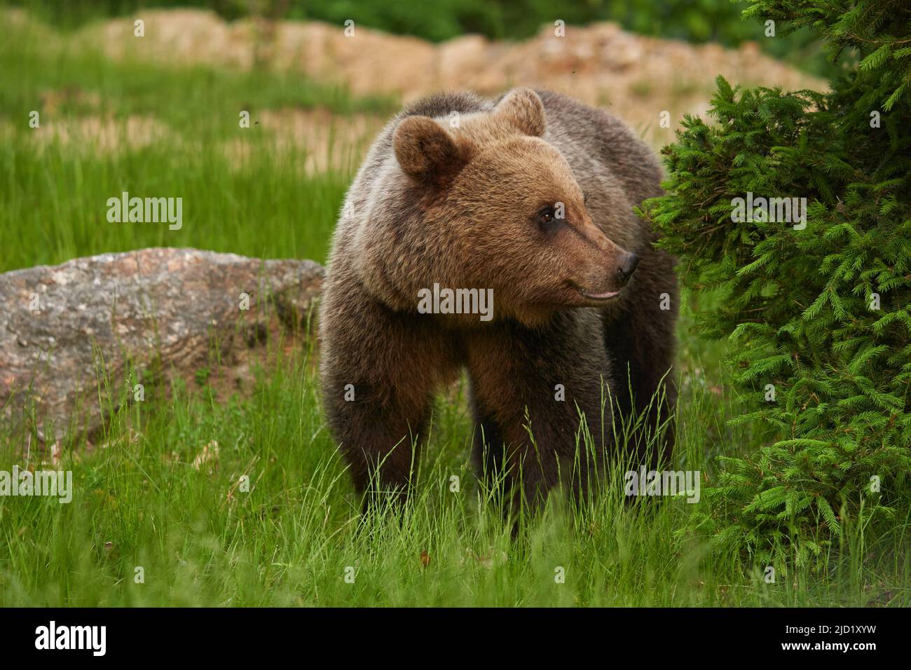 A large brown bear in the forest, apex predator Stock Photo - Alamy