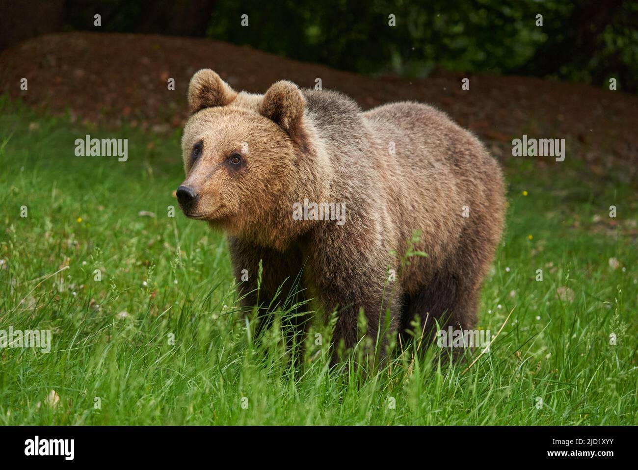 A large brown bear in the forest, apex predator Stock Photo - Alamy