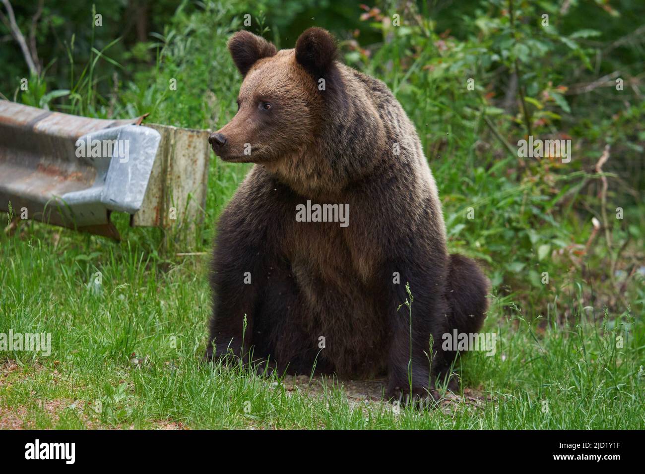 A large brown bear in the forest, apex predator Stock Photo - Alamy