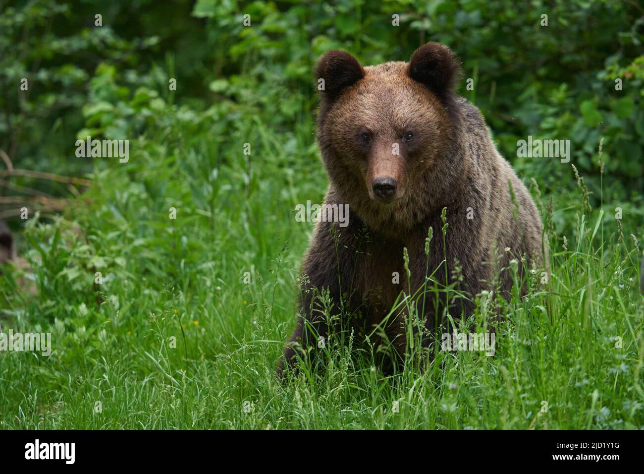 A large brown bear in the forest, apex predator Stock Photo - Alamy