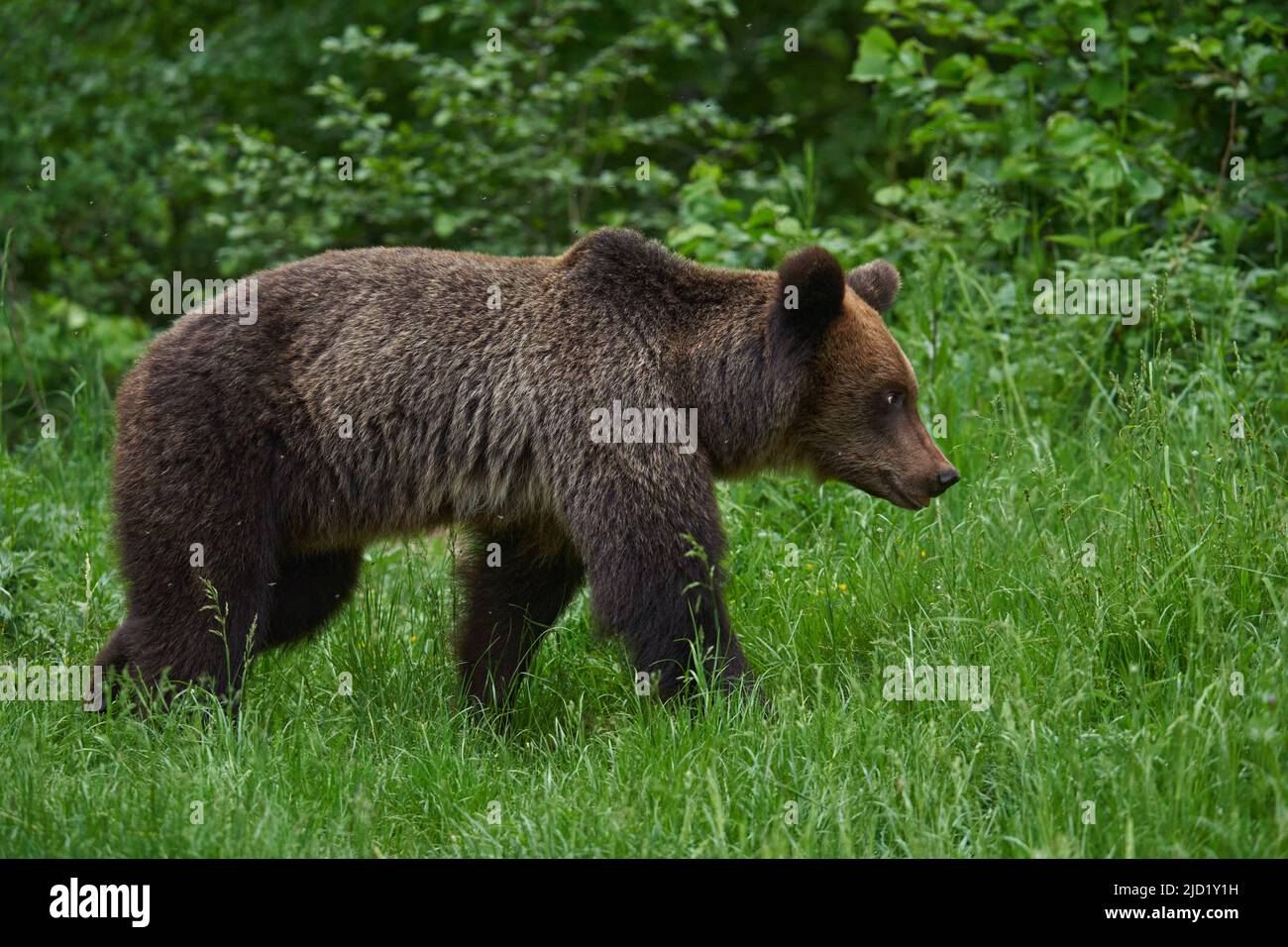 A large brown bear in the forest, apex predator Stock Photo - Alamy