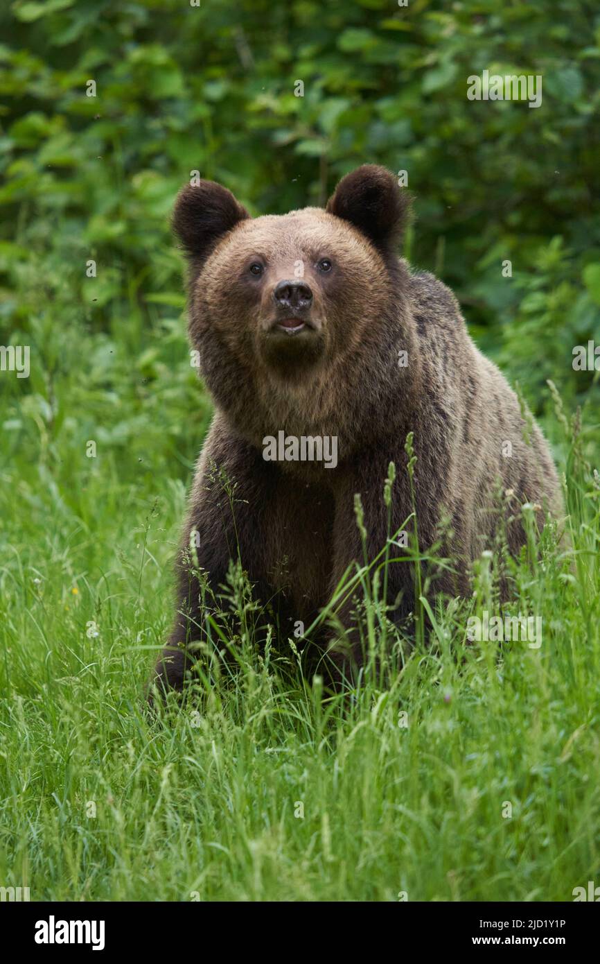 A large brown bear in the forest, apex predator Stock Photo - Alamy
