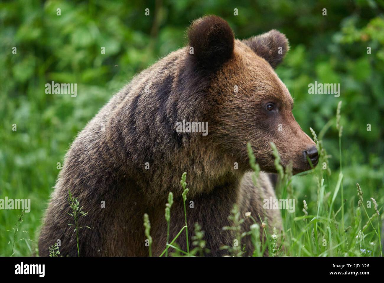 A large brown bear in the forest, apex predator Stock Photo - Alamy