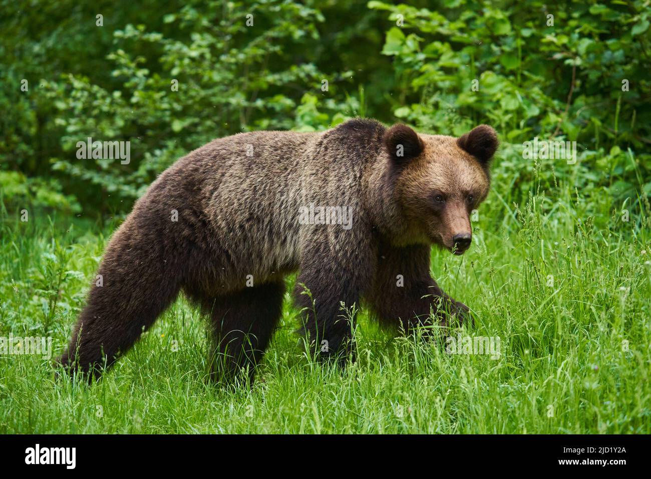 Menacing grizzly bear hi-res stock photography and images - Alamy