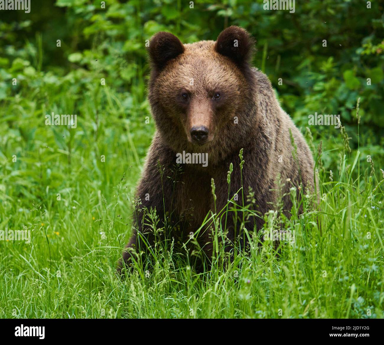 Menacing grizzly bear hi-res stock photography and images - Alamy