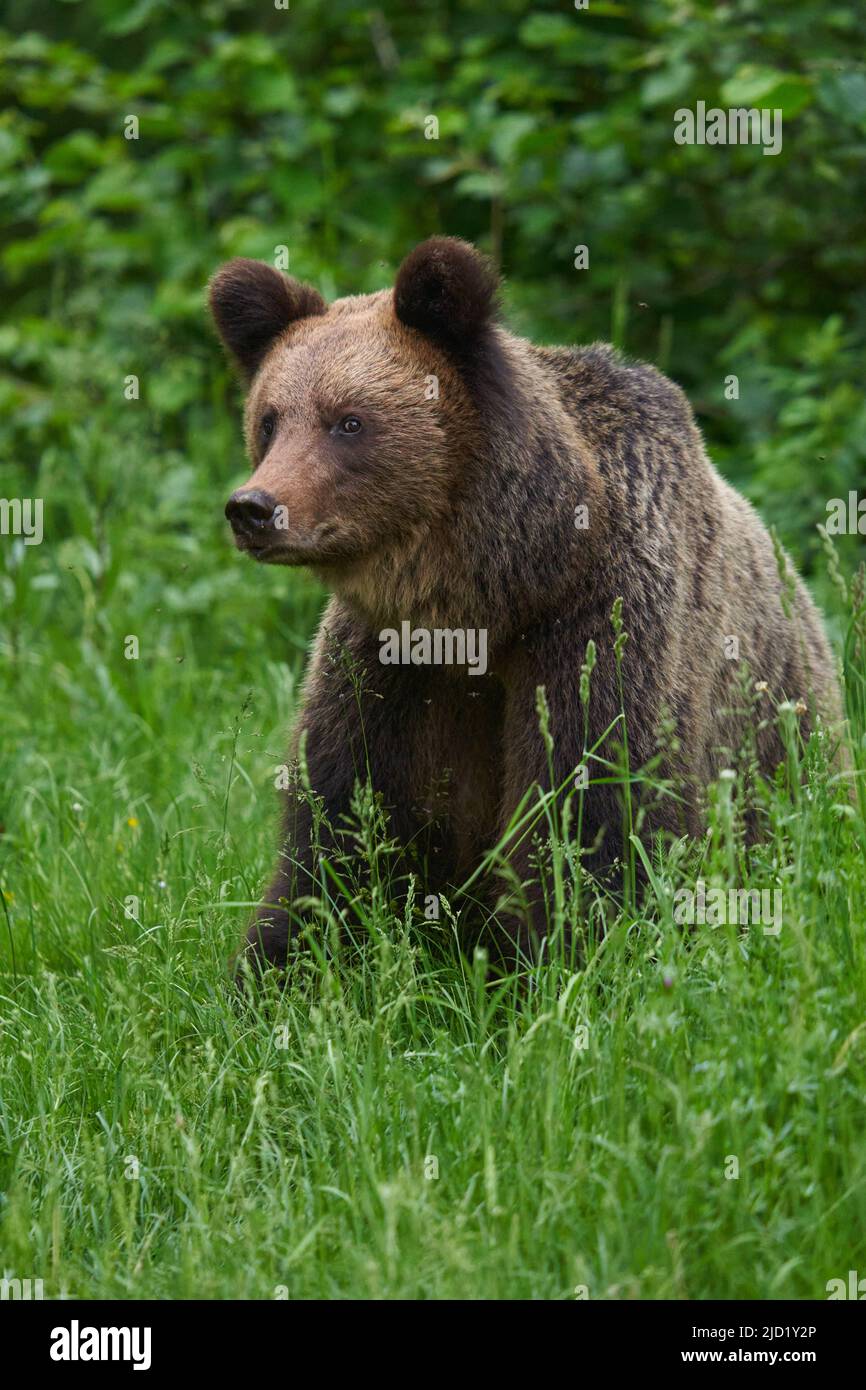 A large brown bear in the forest, apex predator Stock Photo - Alamy
