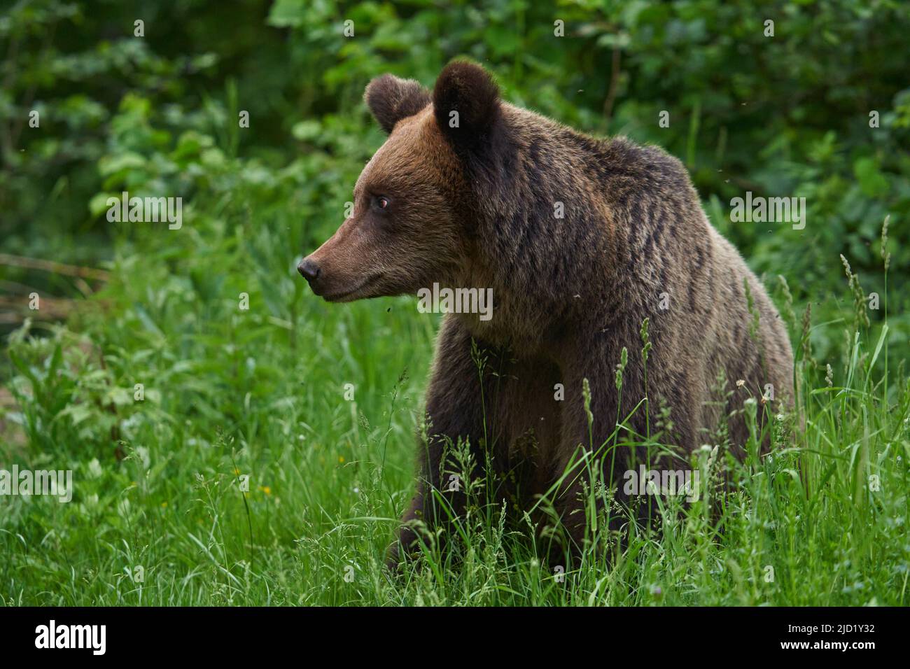 A large brown bear in the forest, apex predator Stock Photo - Alamy