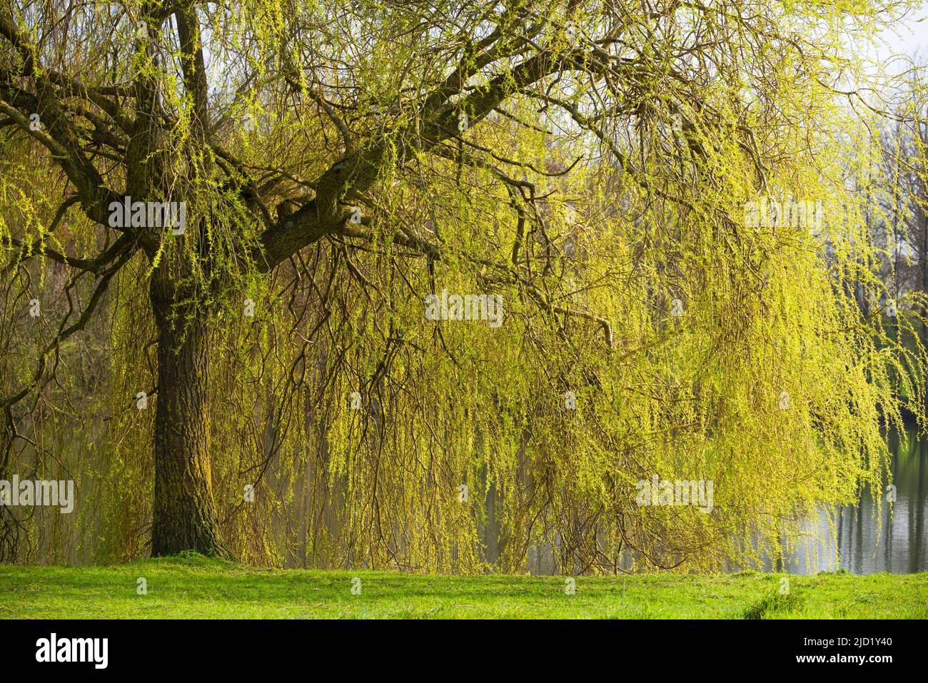 The foliage of the weeping willow. At the water's edge. Beauty of ...