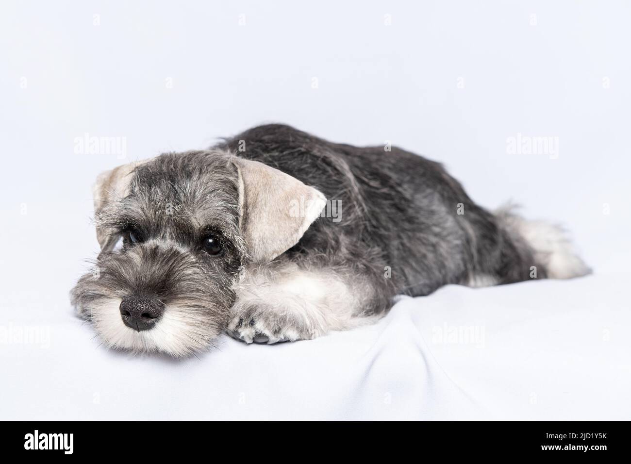 Sad white-gray schnauzer dog lies on a white background, copy space ...