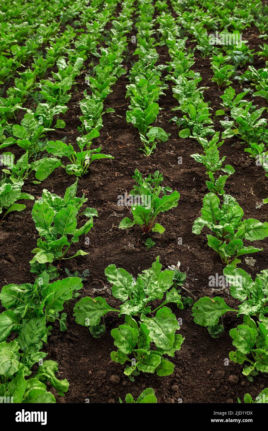 Beet seedlings planted. Vegetable garden, agriculture, rural, business ...