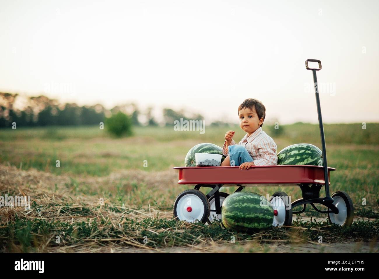 boy eating watermelon. happy child in field at sunset. Ripe watermelons ...
